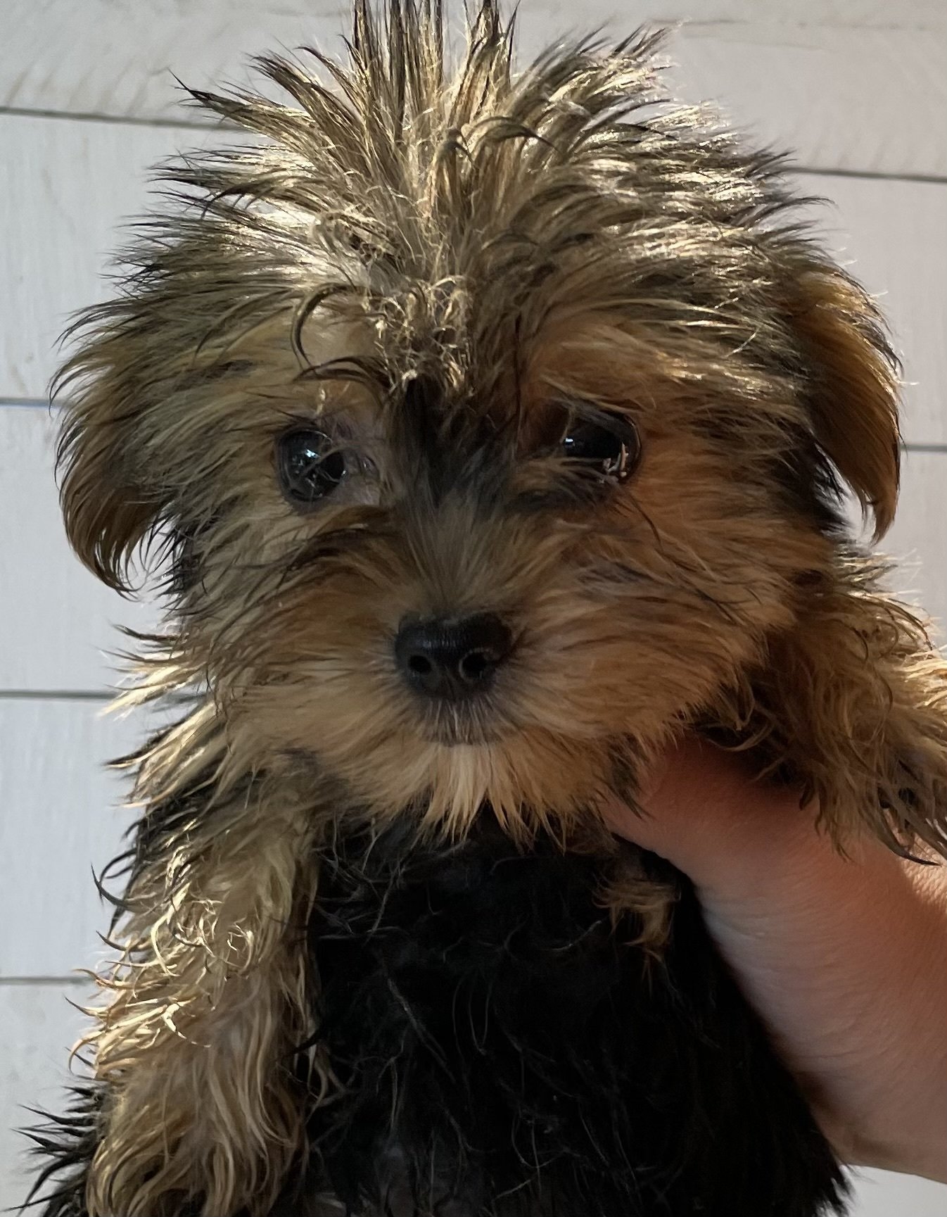 HOME [www.peckspuppies.com]