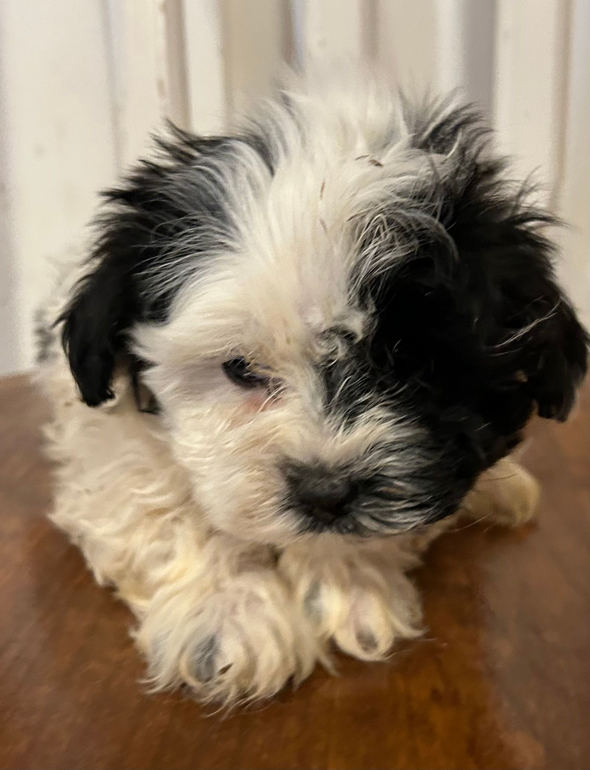 HOME [www.peckspuppies.com]