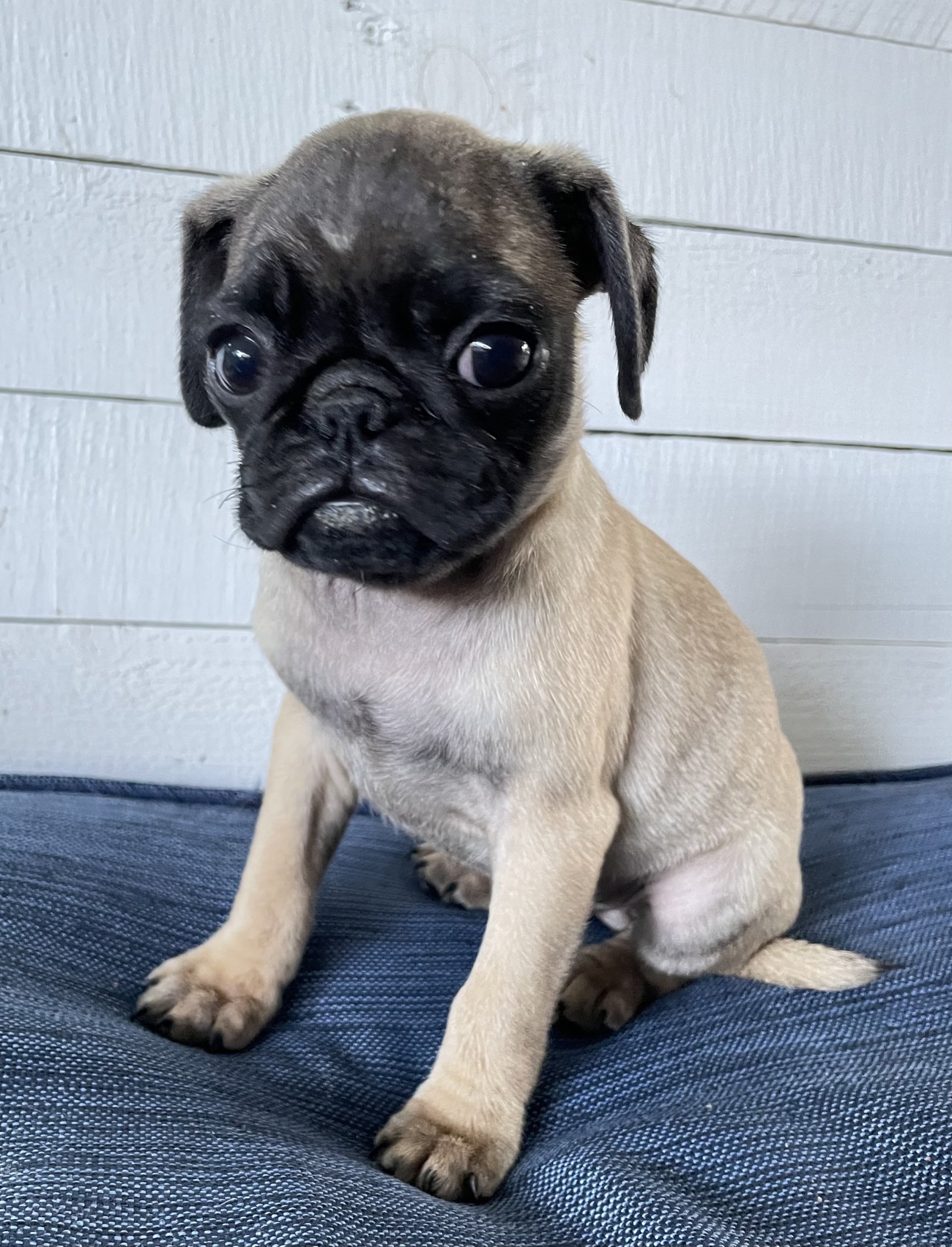 HOME [www.peckspuppies.com]