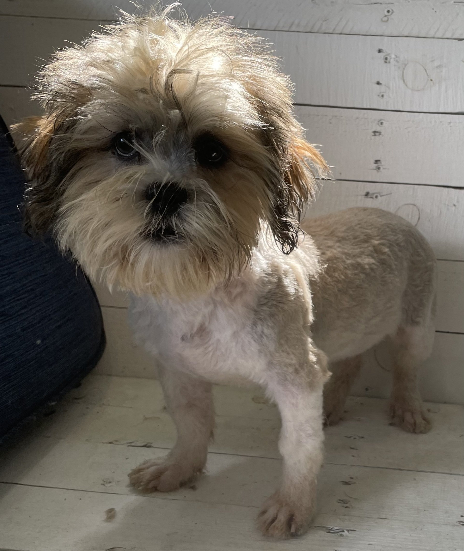 HOME [www.peckspuppies.com]