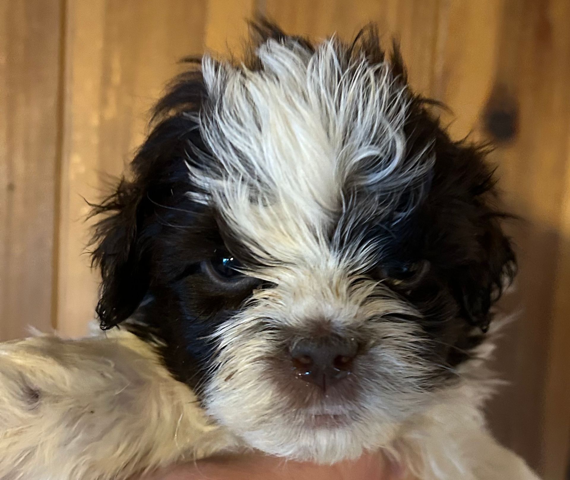 HOME [www.peckspuppies.com]