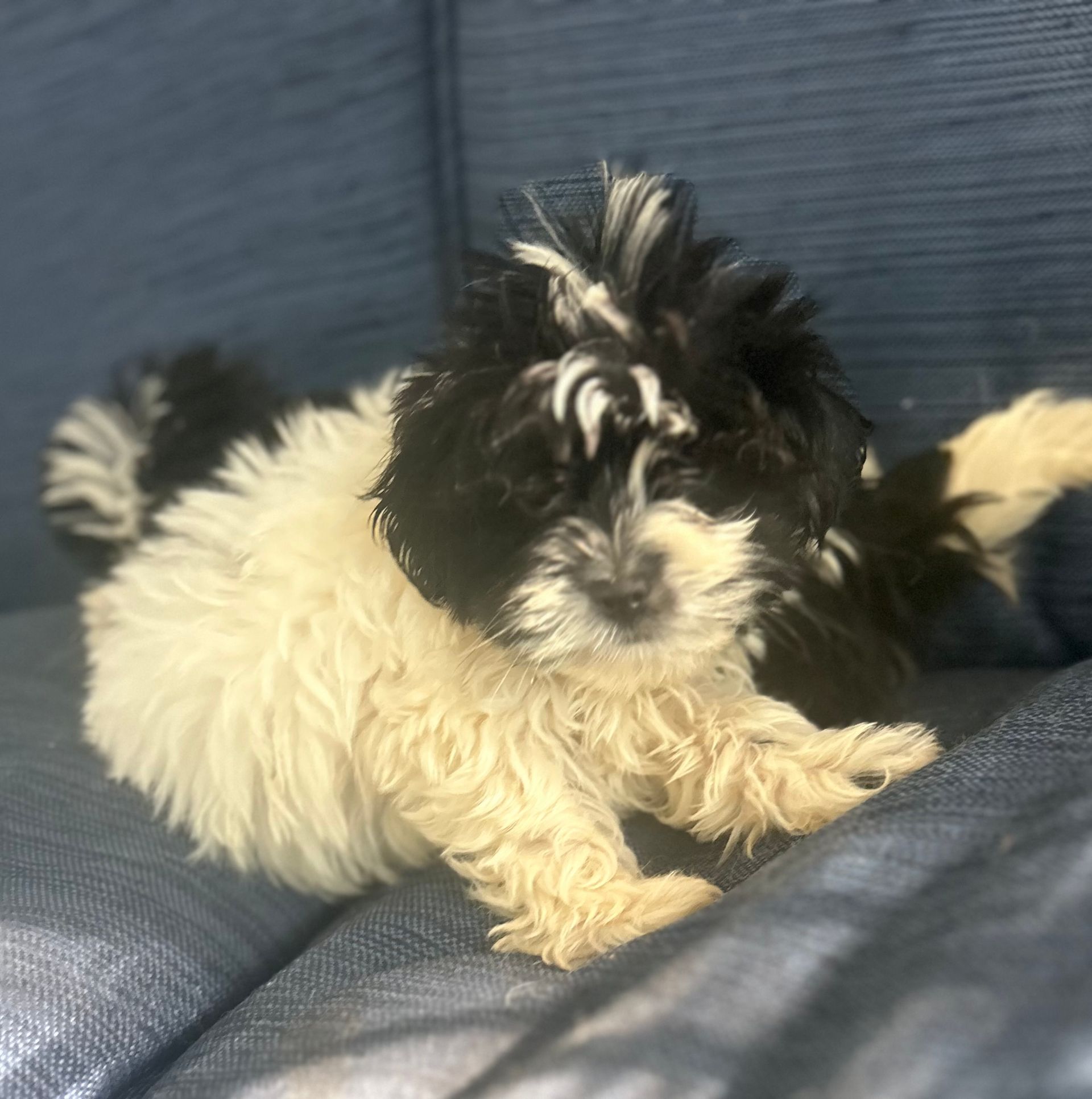 HOME [www.peckspuppies.com]