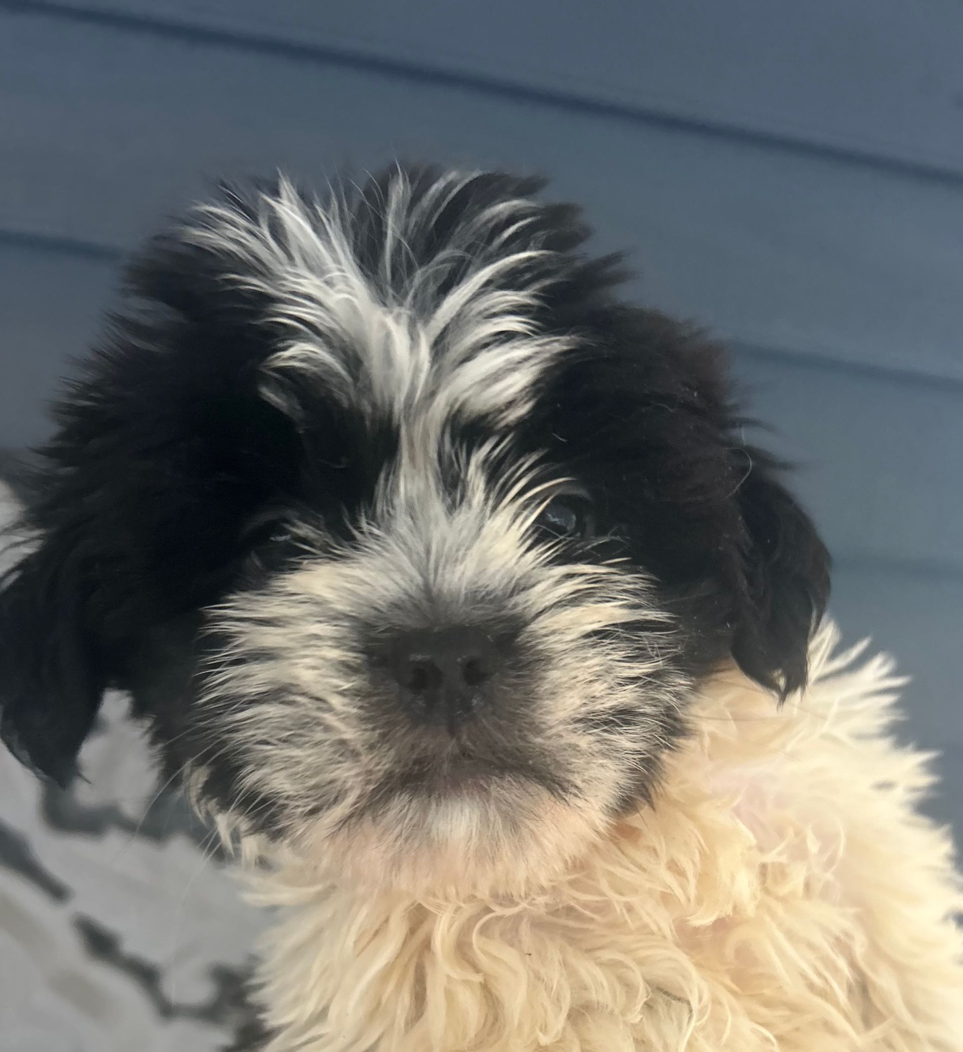 HOME [www.peckspuppies.com]