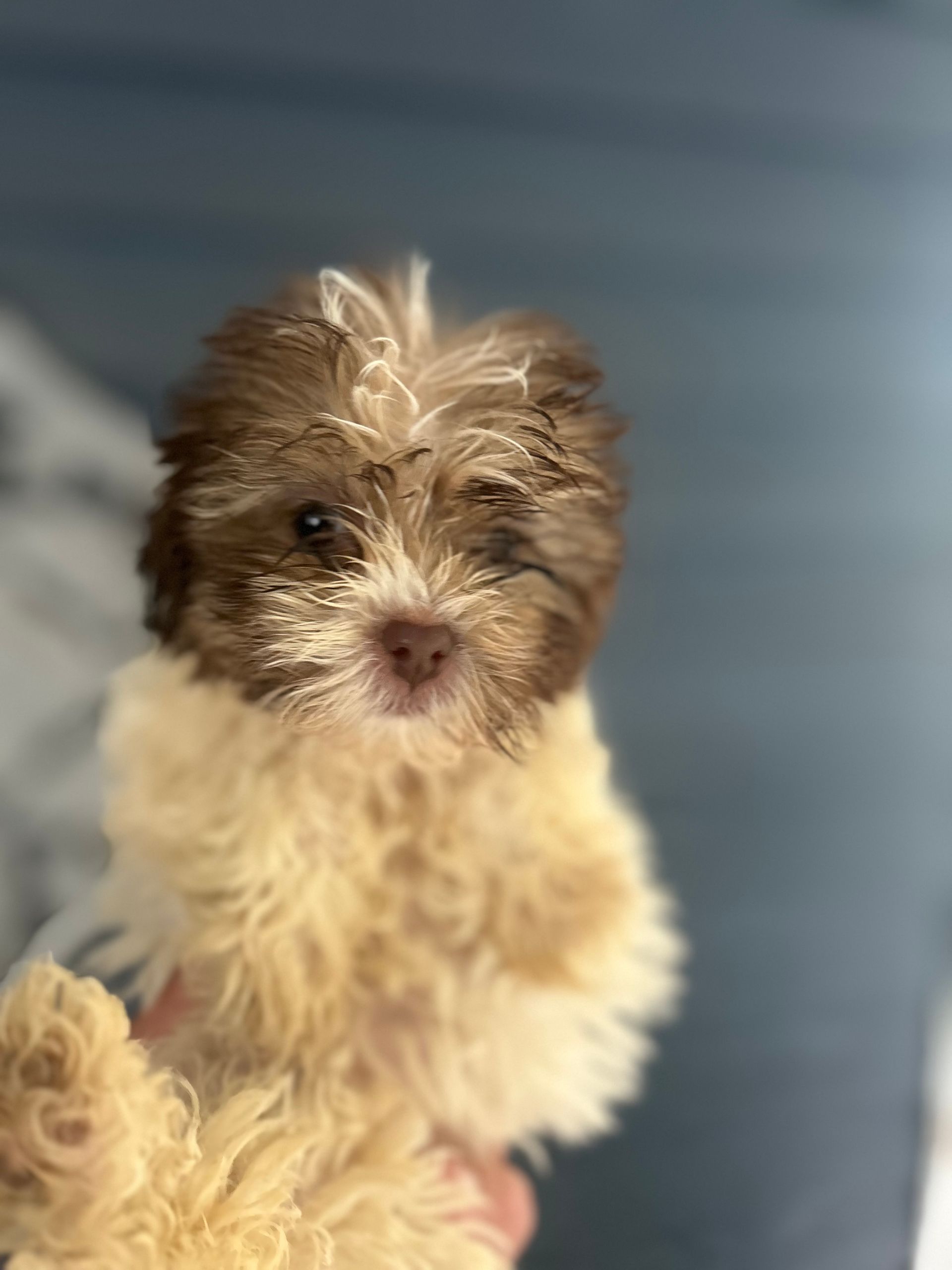 HOME [www.peckspuppies.com]