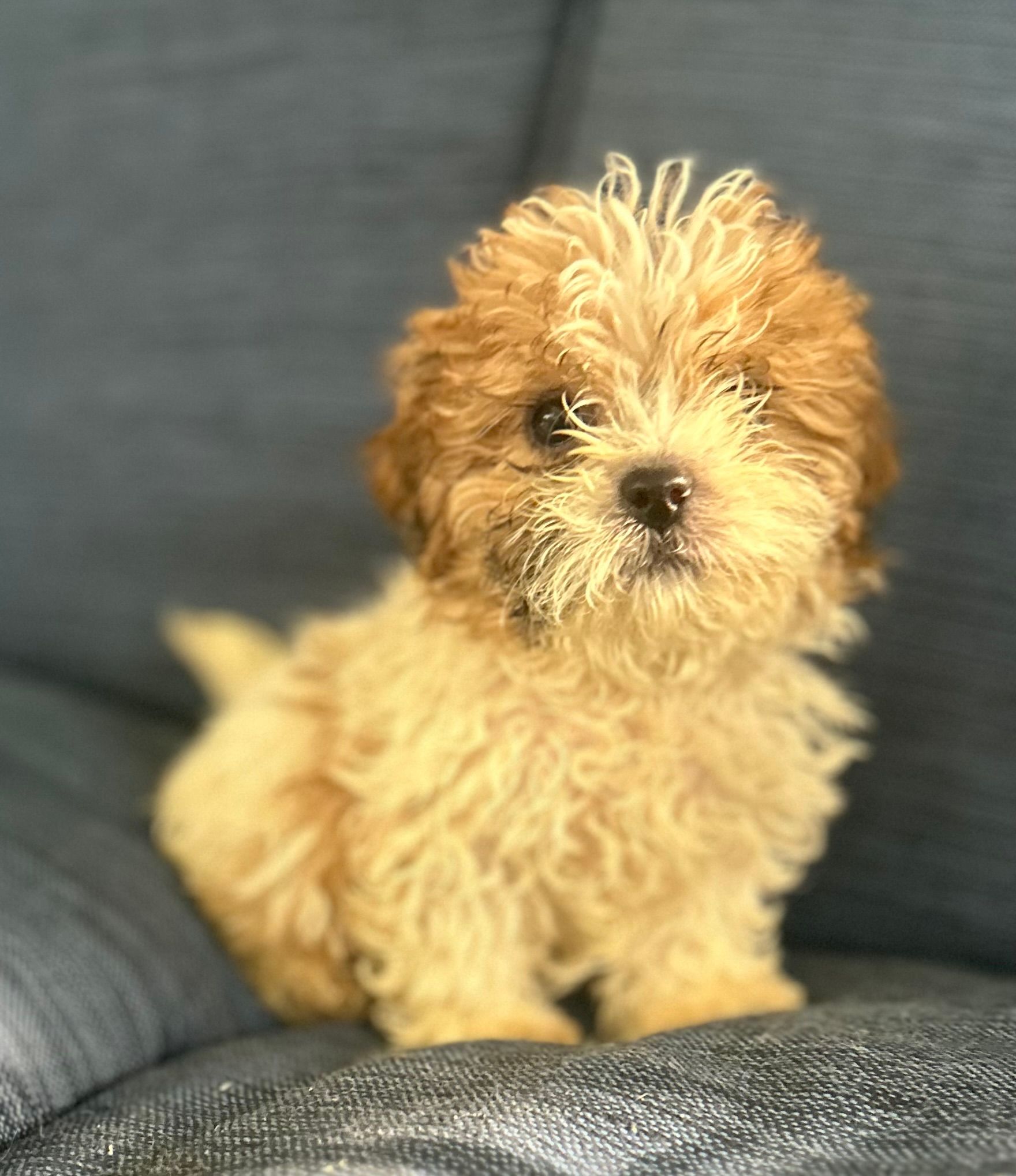 HOME [www.peckspuppies.com]