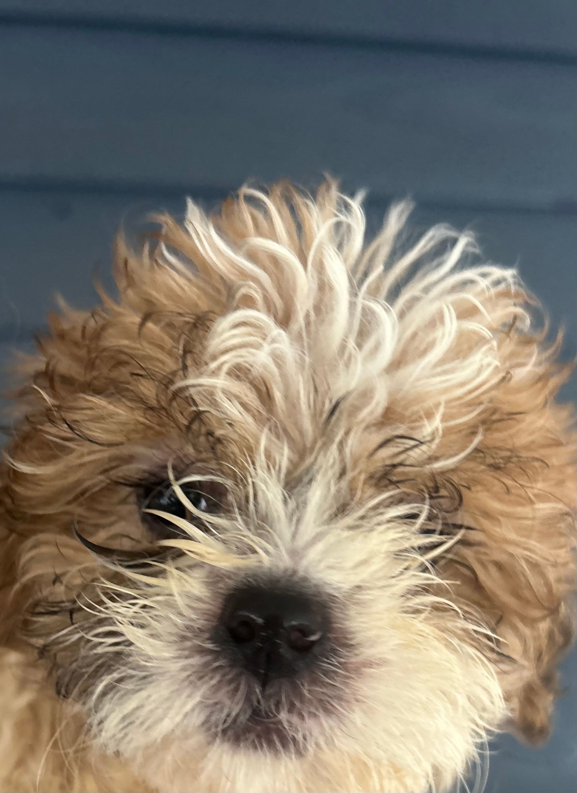 HOME [www.peckspuppies.com]