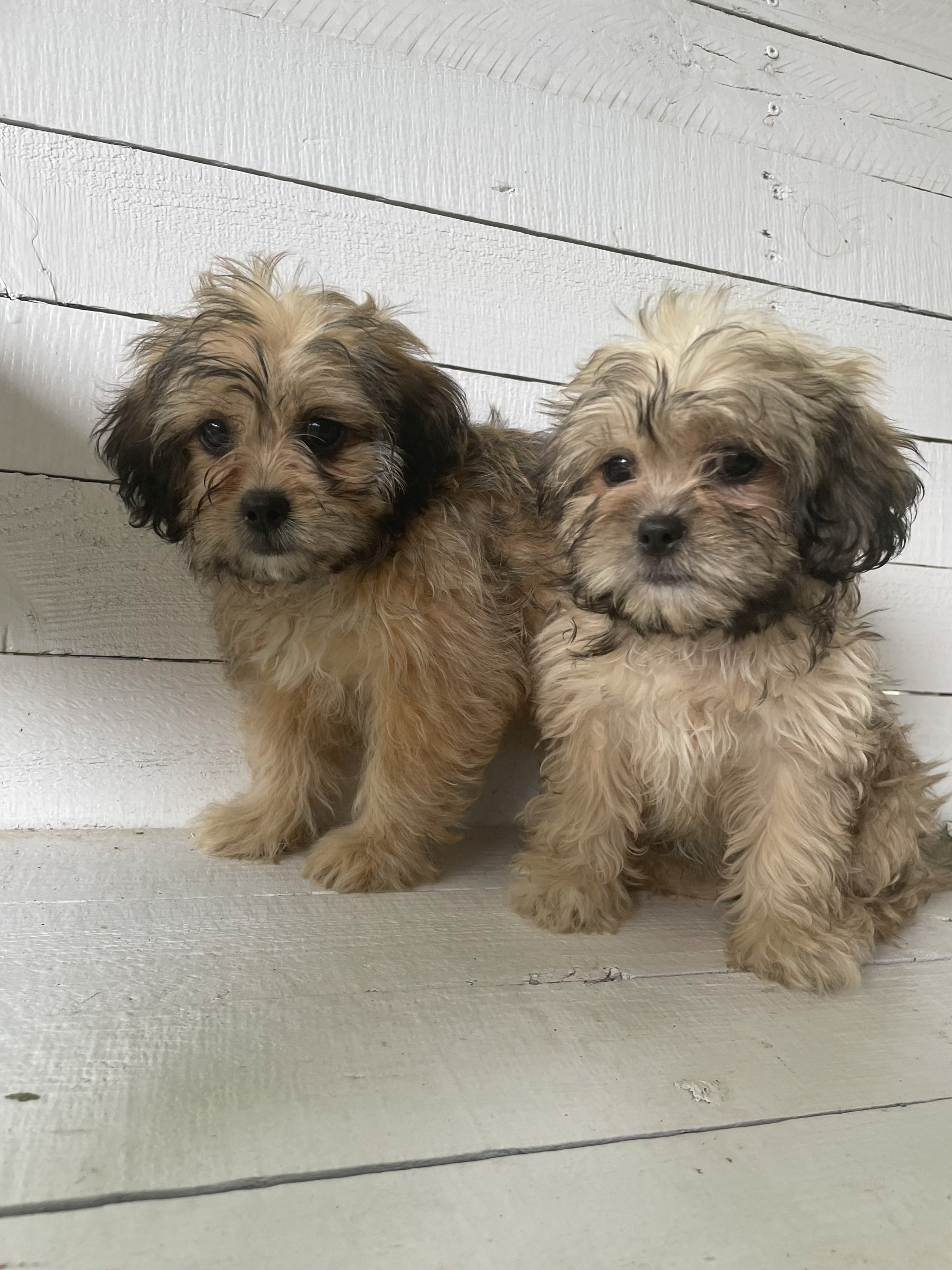 HOME [www.peckspuppies.com]