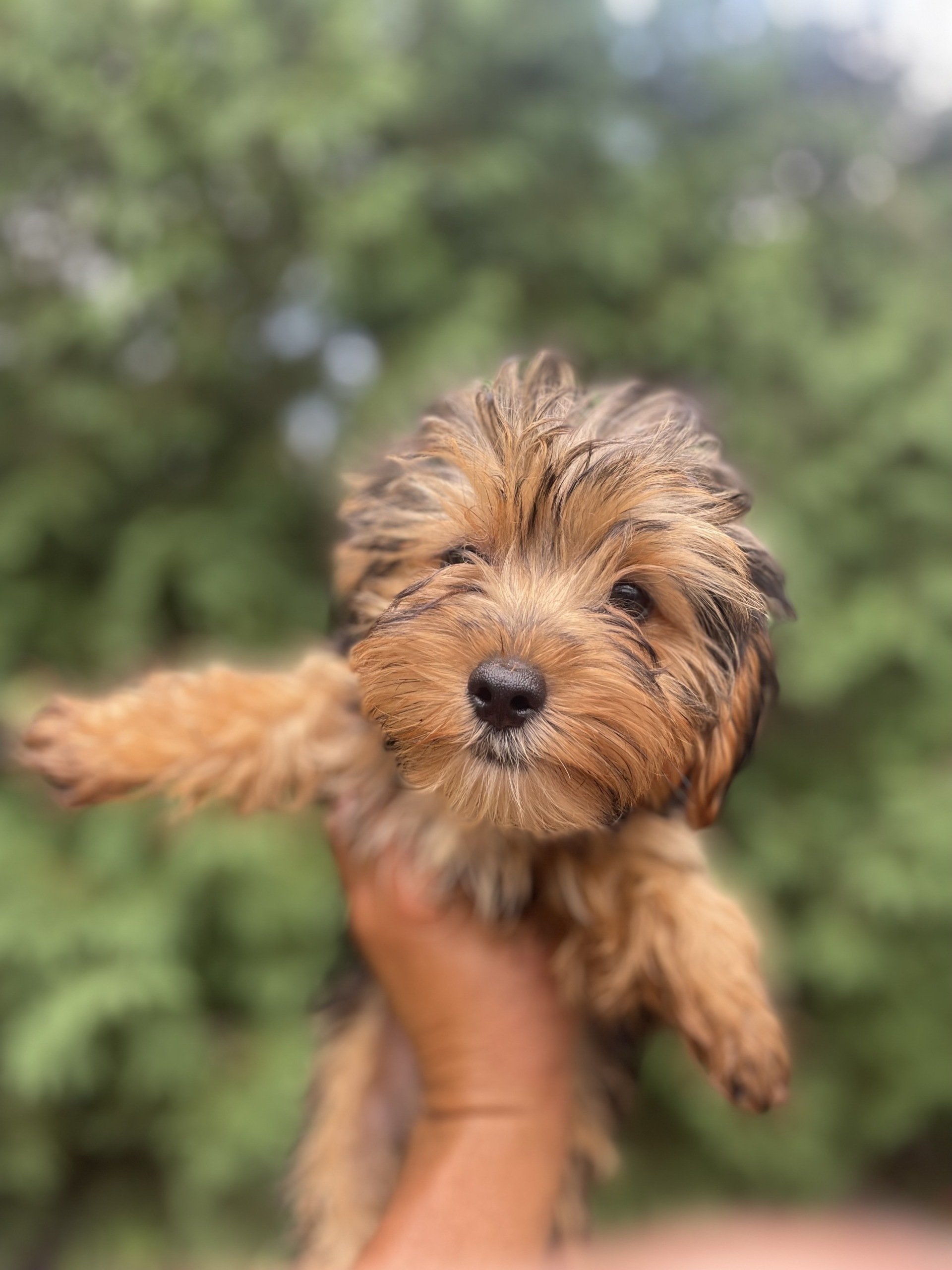 HOME [www.peckspuppies.com]