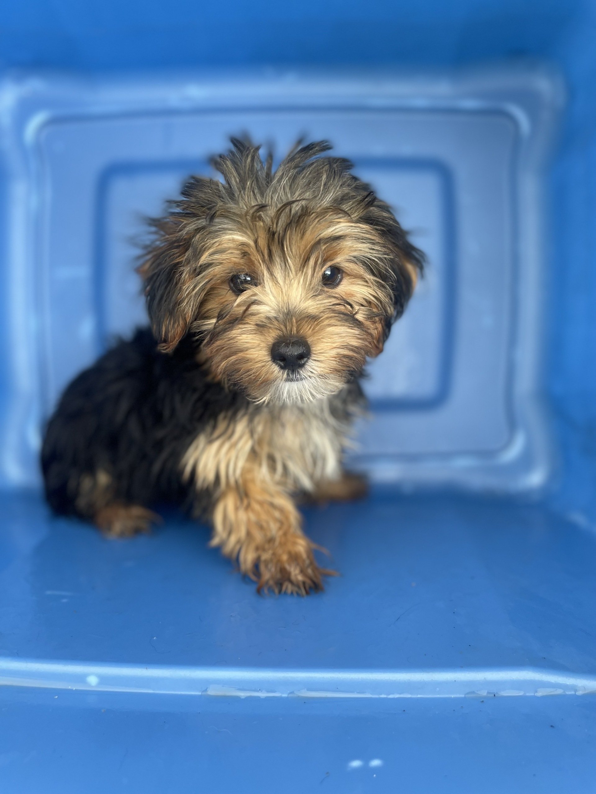 HOME [www.peckspuppies.com]