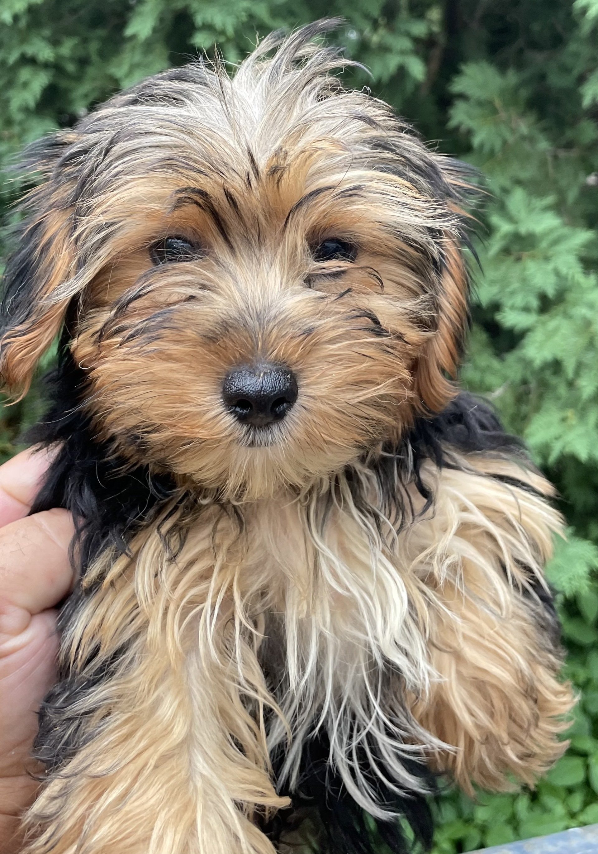 HOME [www.peckspuppies.com]