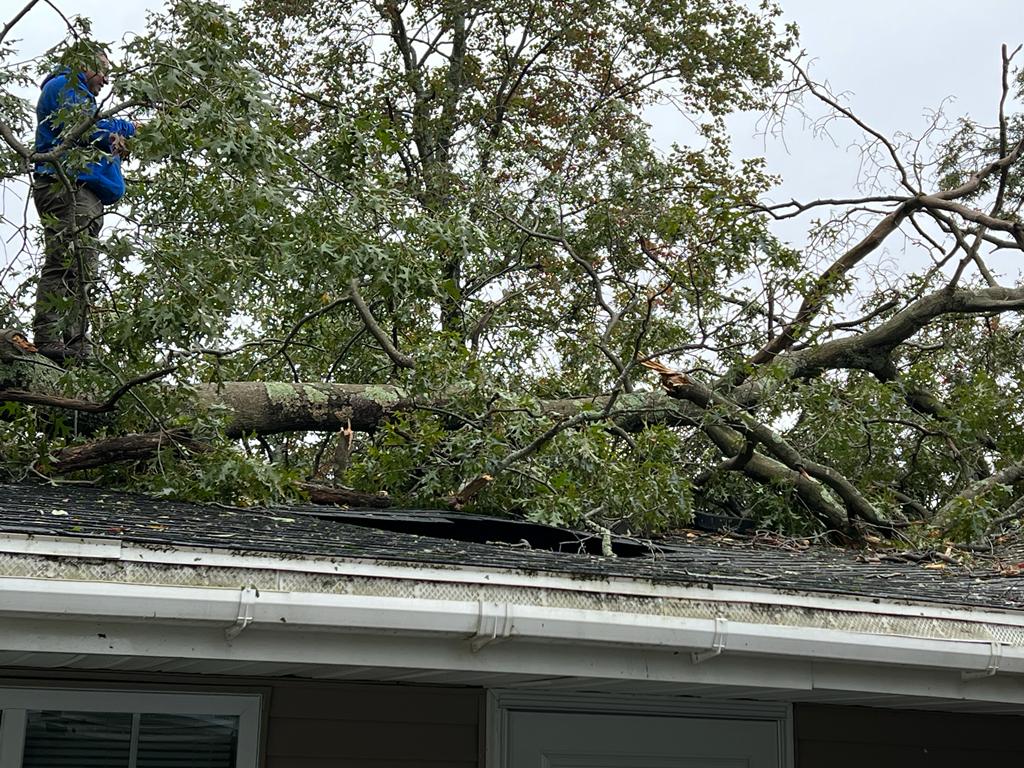 Tree Removal & Trimming in Rhode Island | M&M Tree Service