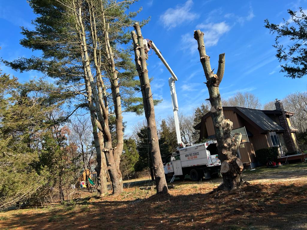Tree Removal & Trimming in Rhode Island | M&M Tree Service