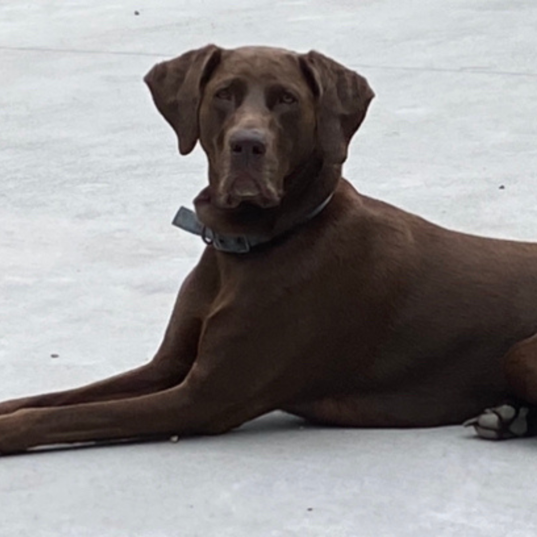 Jess | NZ Top Office Dog