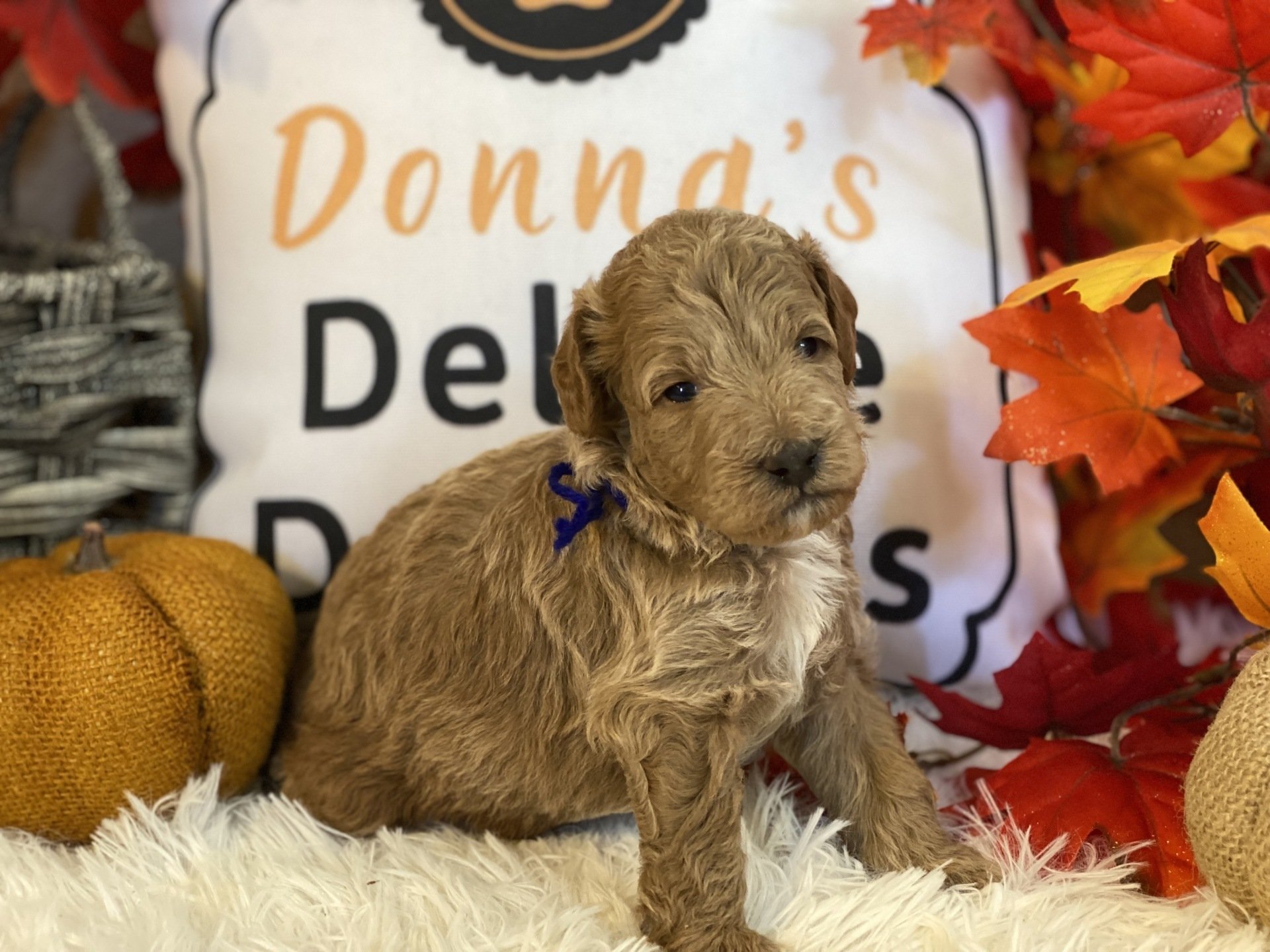 Donna's Deluxe Doodles