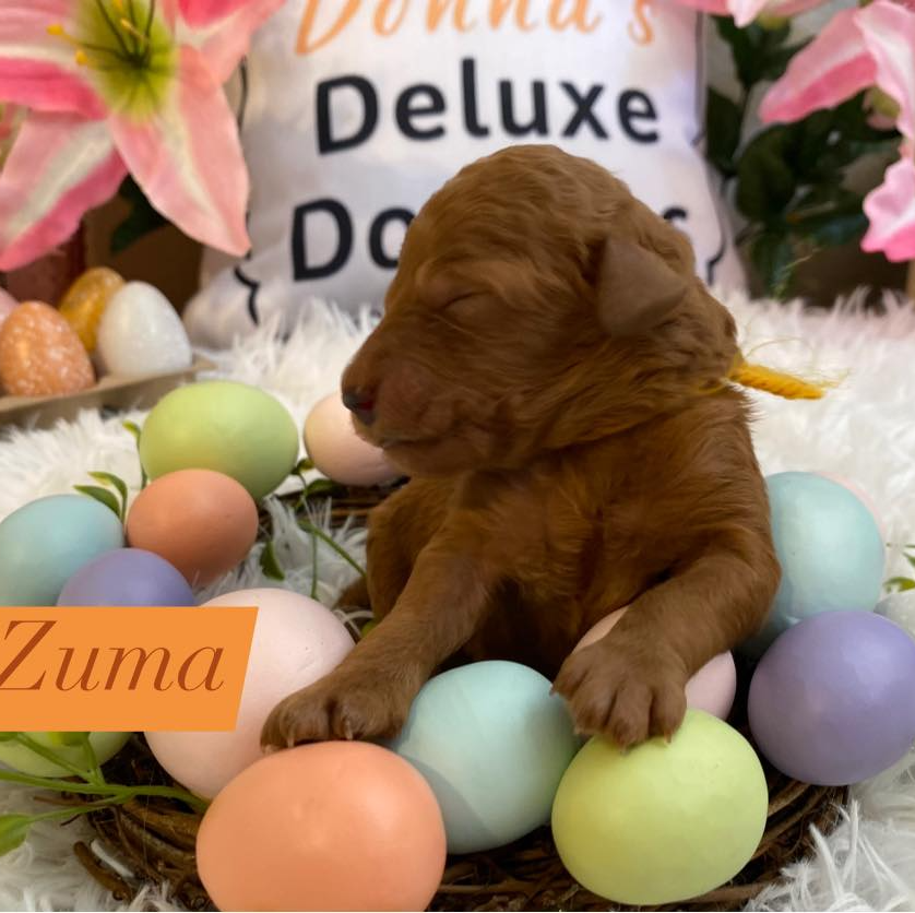 Donna's Deluxe Doodles