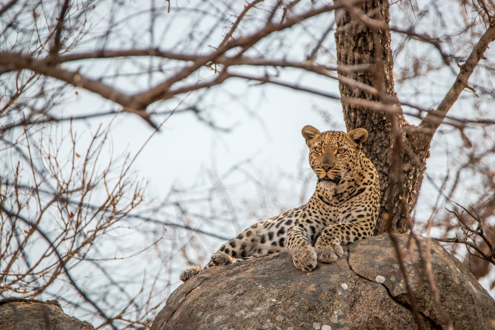 Kruger Wildlife Guide: Animal Behaviour and Safari Sightings