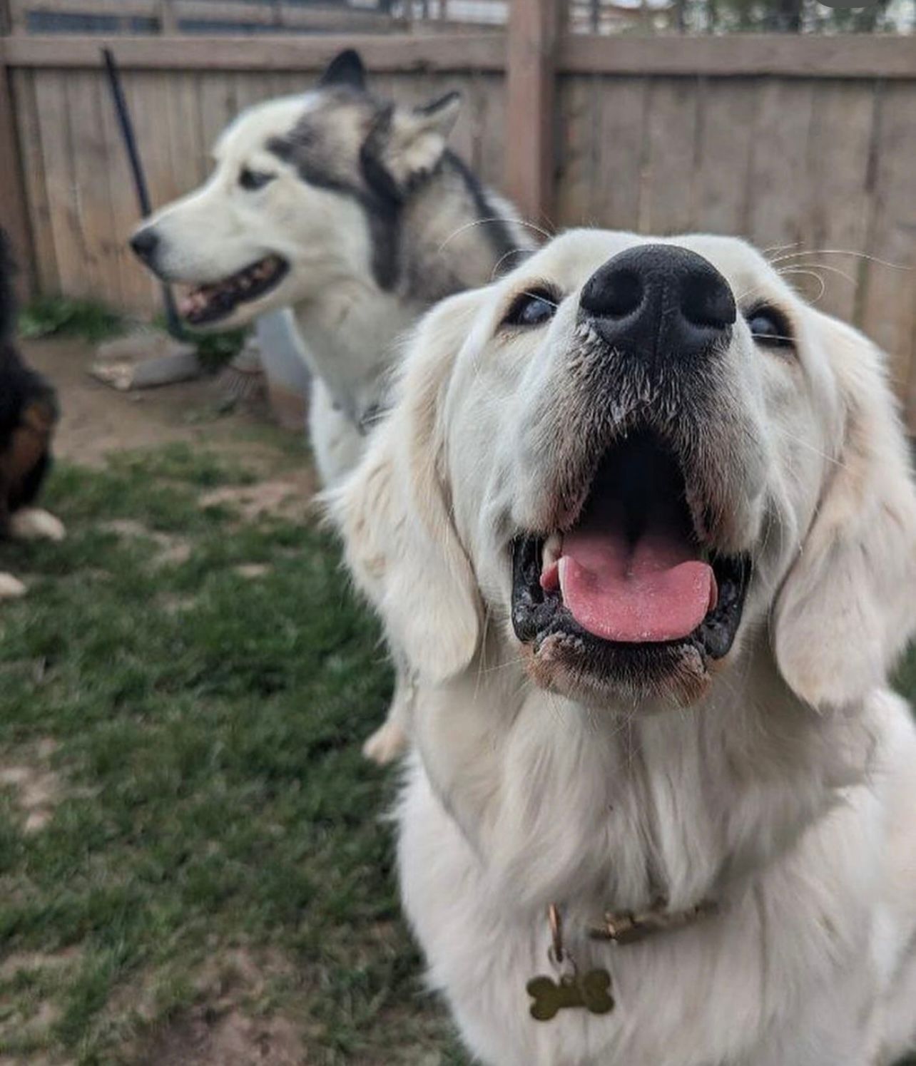 Pawsitively Perfect - Professional Dog Grooming and Boarding