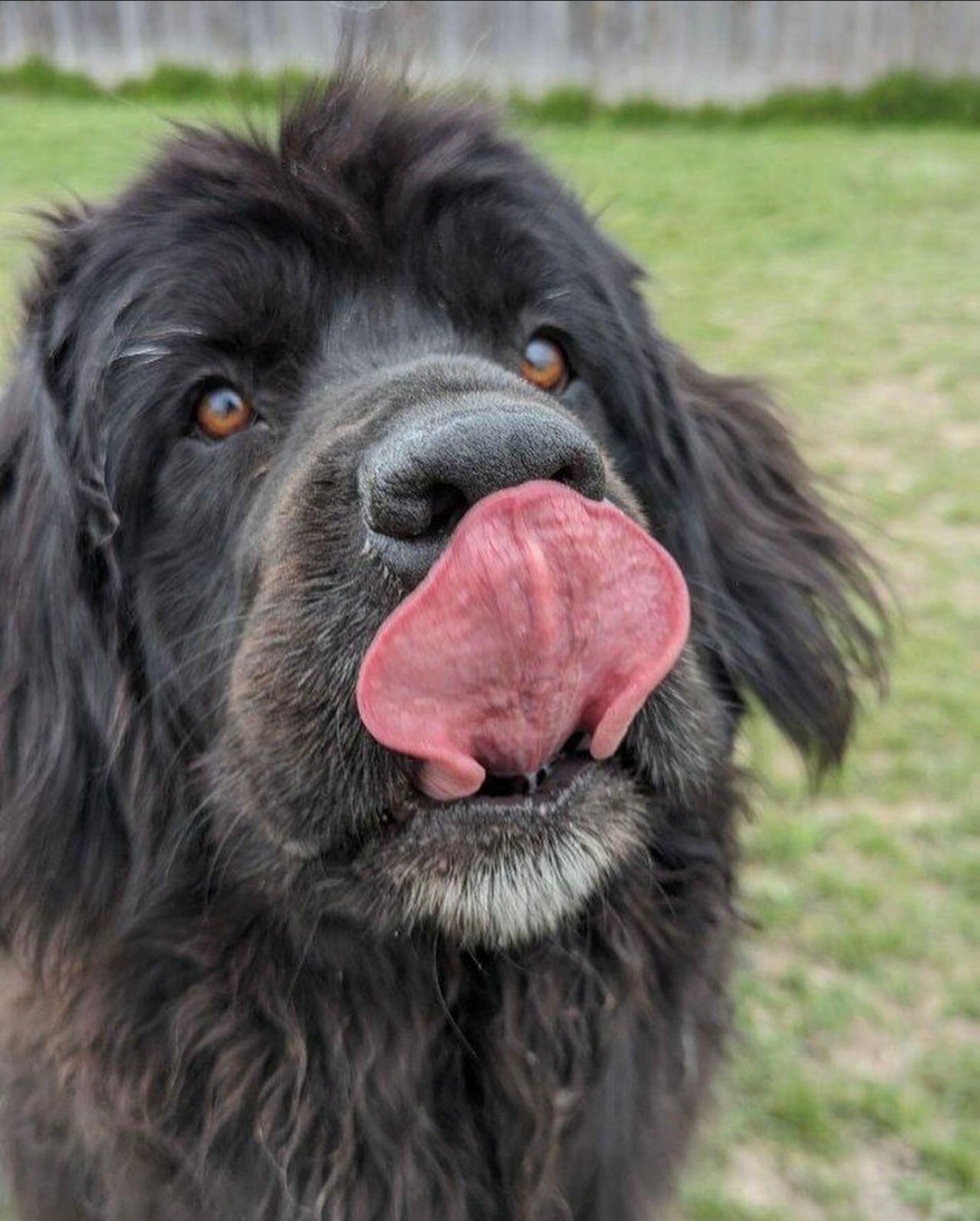 Pawsitively Perfect - Professional Dog Grooming and Boarding