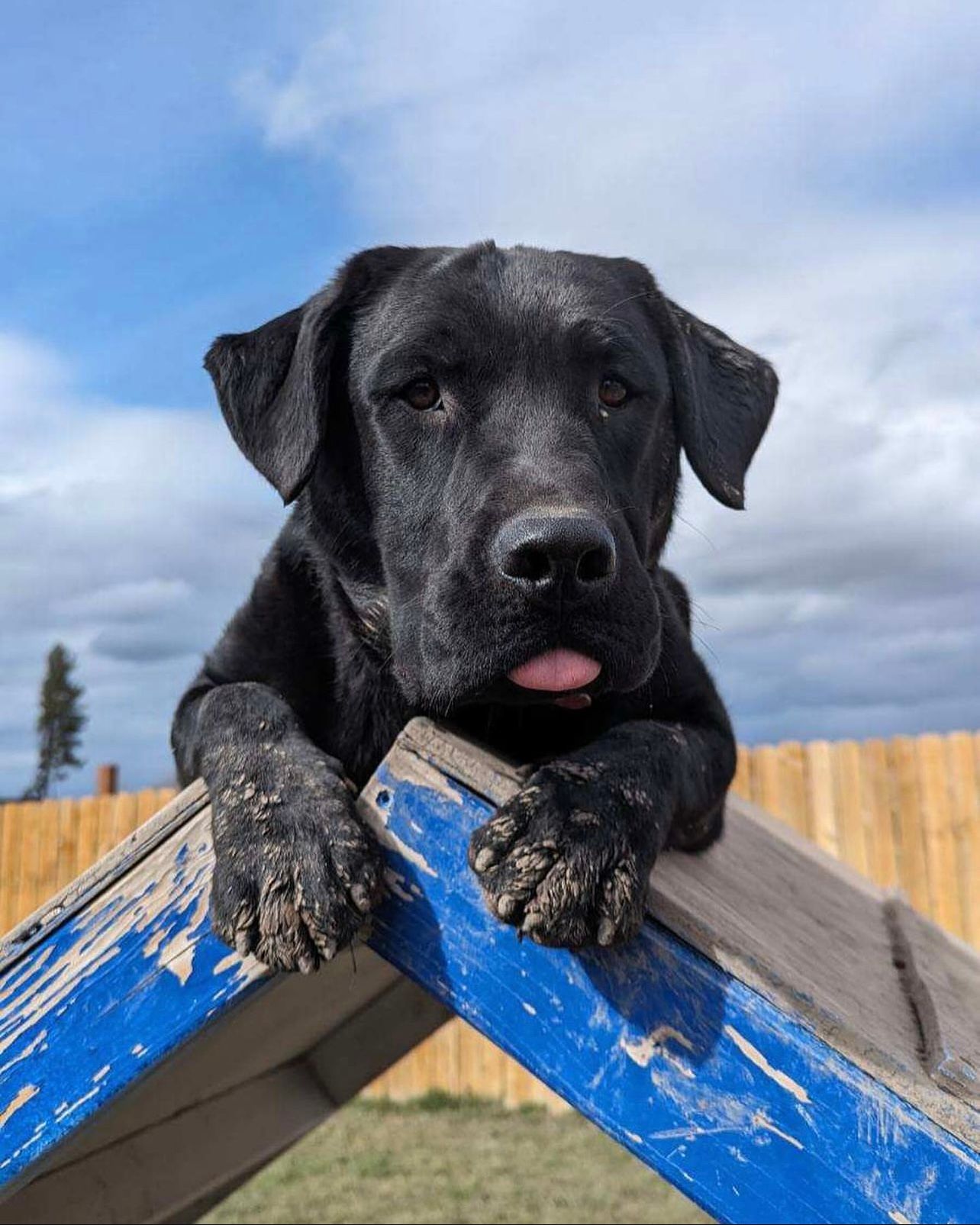 Pawsitively Perfect - Professional Dog Grooming and Boarding