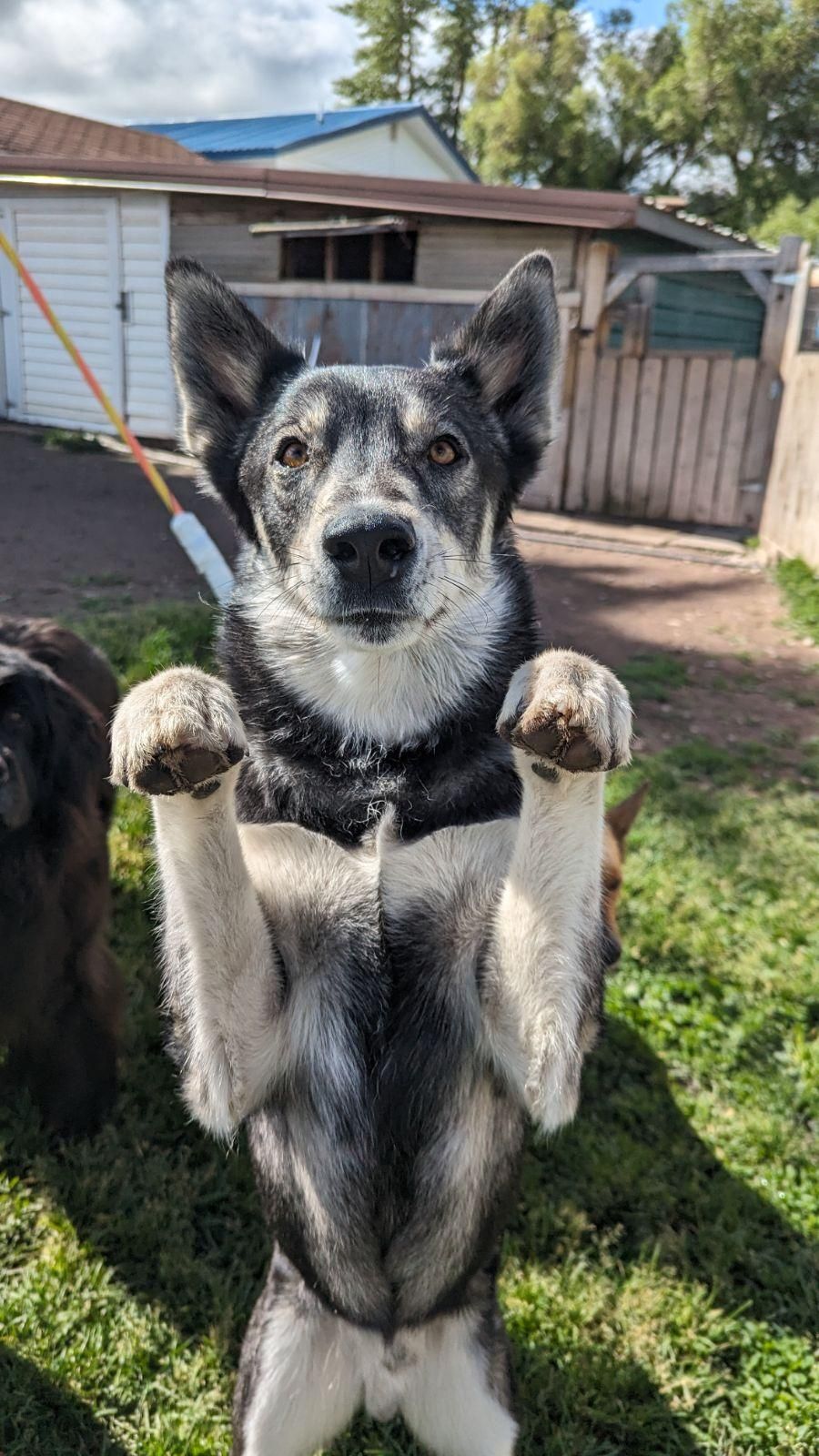 Pawsitively Perfect - Professional Dog Grooming and Boarding