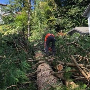 Tree Removal & Construction Services | Timber Tree and Construction | Bellingham & Ferndale, WA