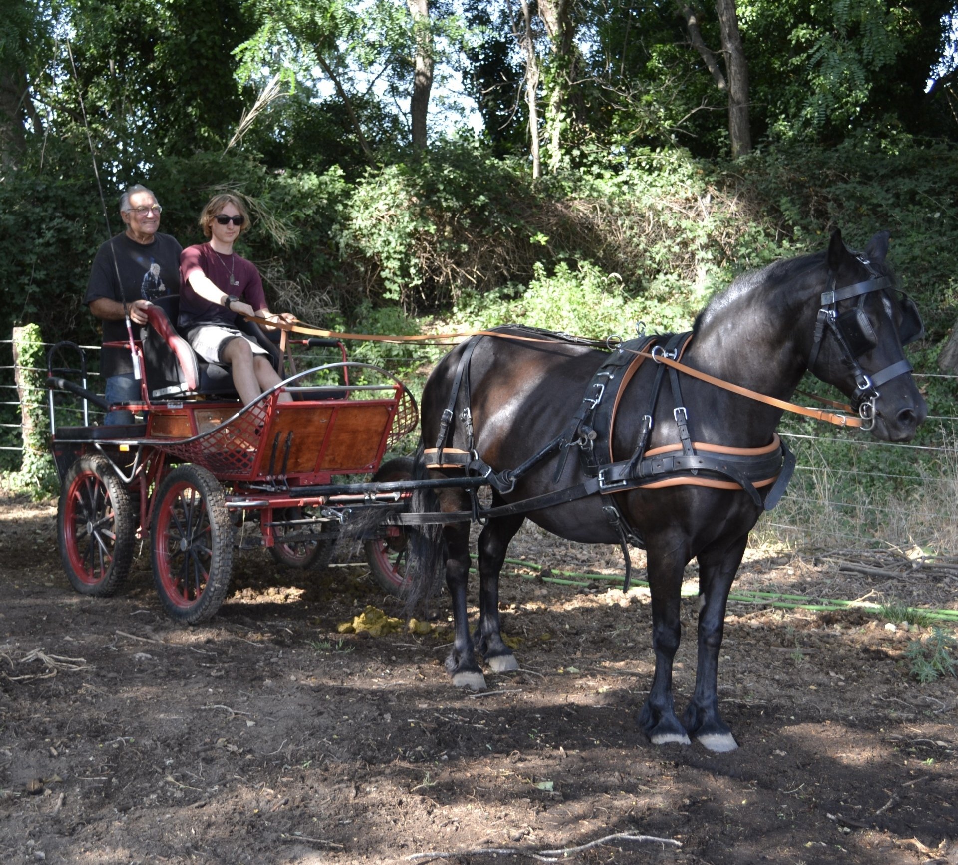Equithérapie | Médiation par l'animal | St Estève, Perpignan