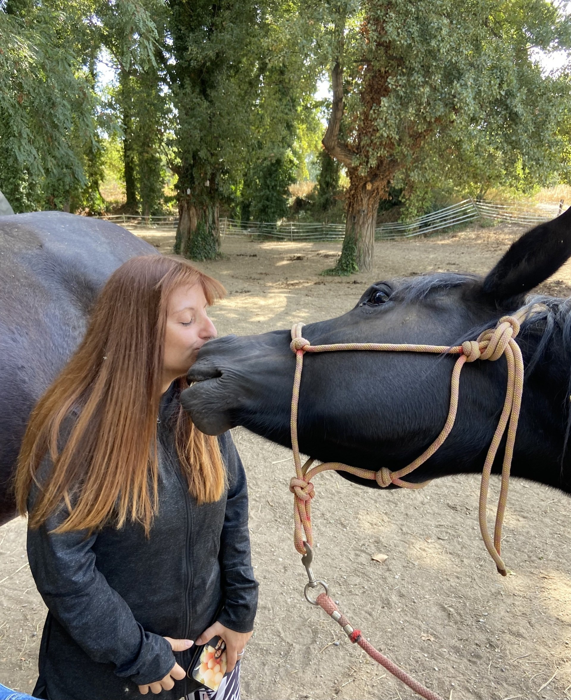 Equithérapie | Médiation par l'animal | St Estève, Perpignan