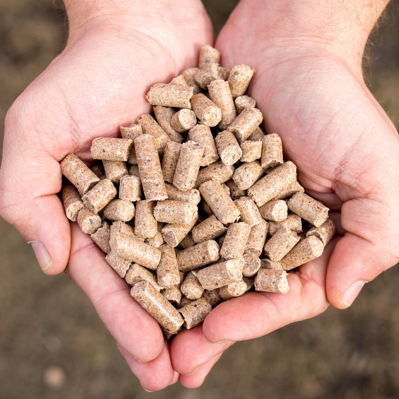 Maria Stein Grain - Agronomy | Grain | Feed - FEED PRODUCTS