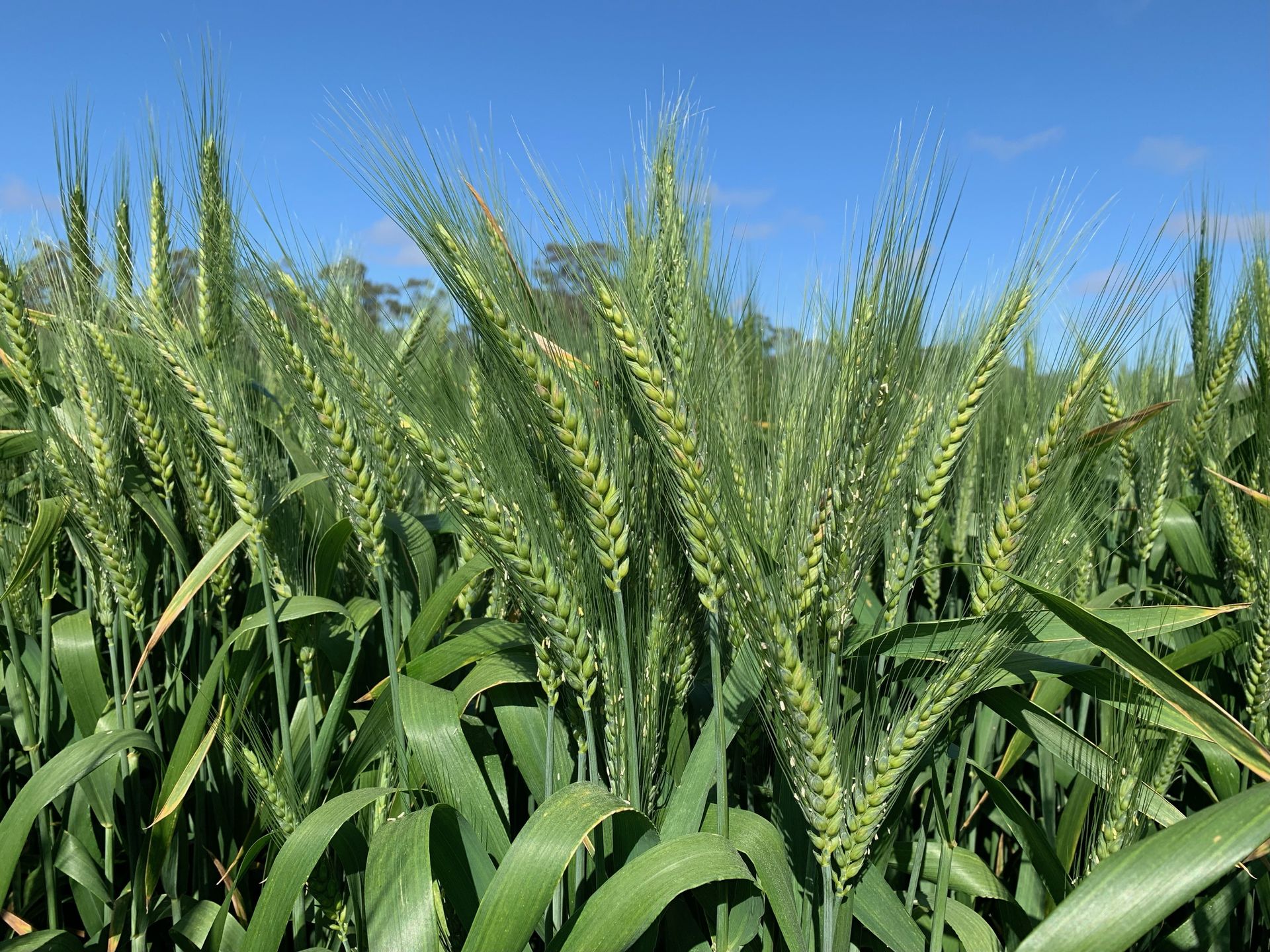 Ag, Horticulture, Livestock | Wood Ag Chinchilla Miles