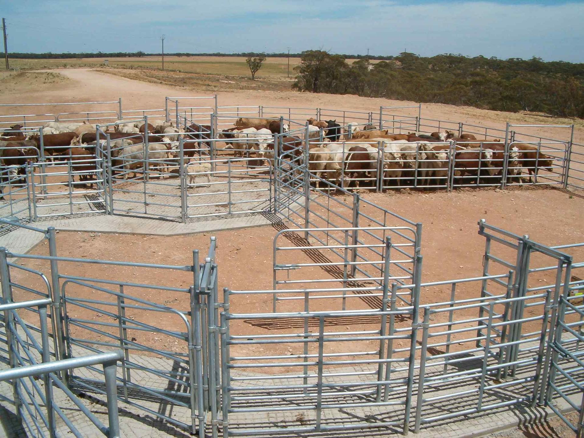 Cattle Yards Design | Magnus Australia