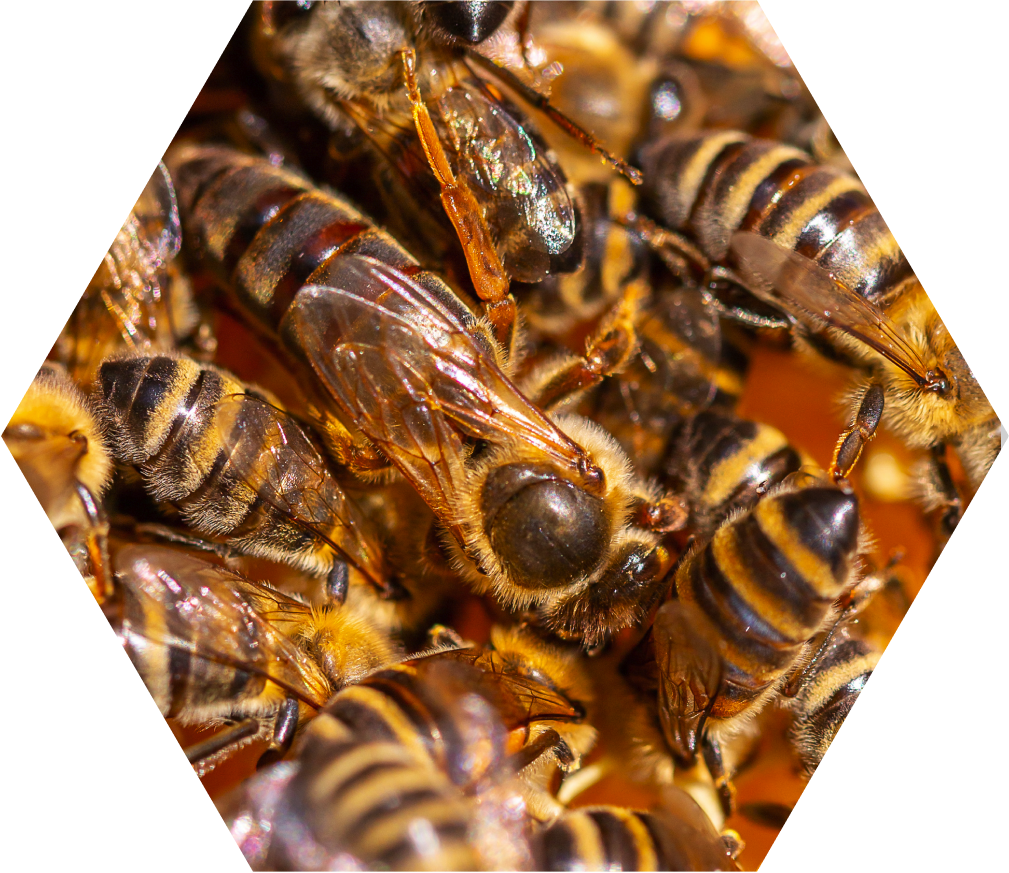 Learn About Our Bees - BZ Bees