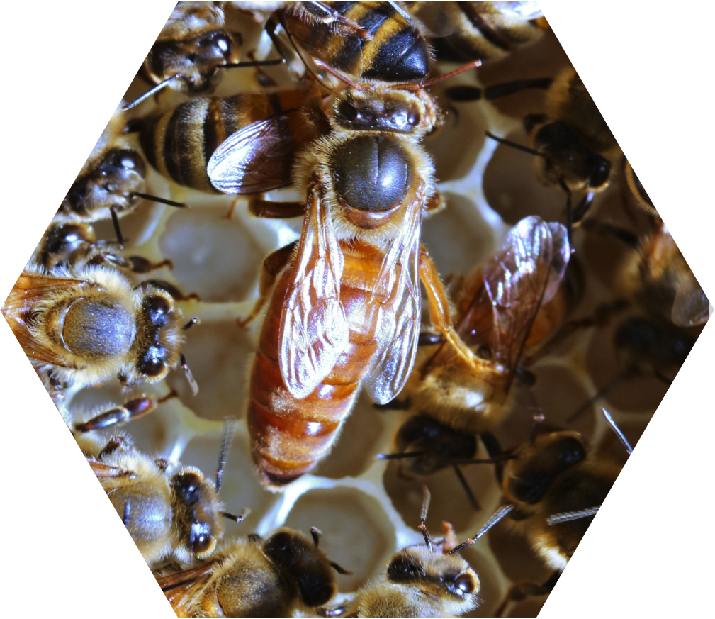 Learn About Our Bees - BZ Bees