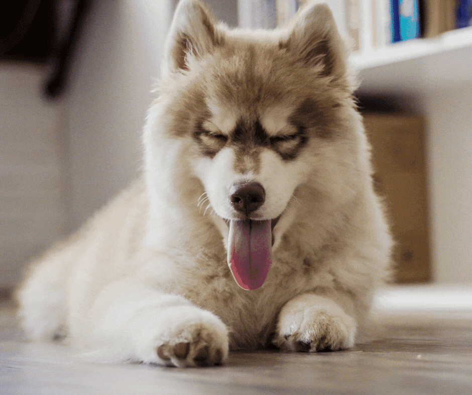 Animal Breeding Contracts And The PPSR