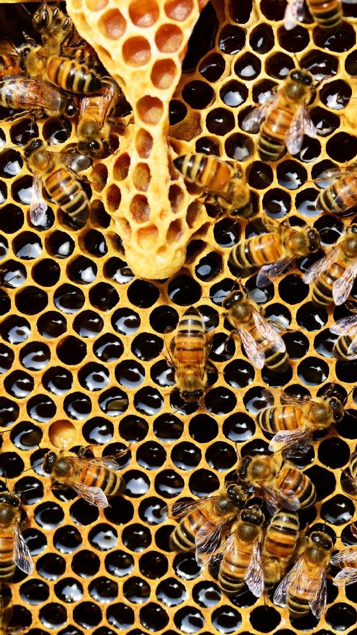 Bee Exterminator in Lancaster, PA: Guaranteed, Affordable, Reliable