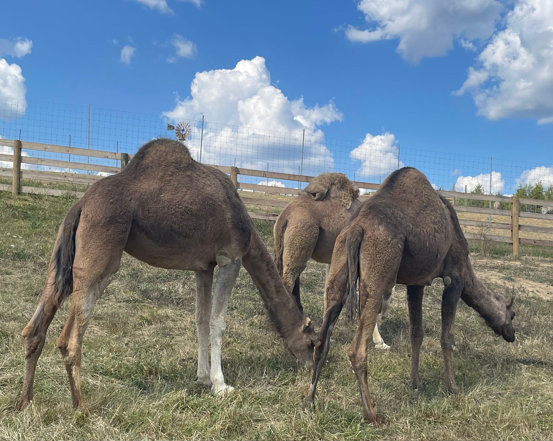 Exotic Animal Experience | Shelby County, KY | 502-445-6501
