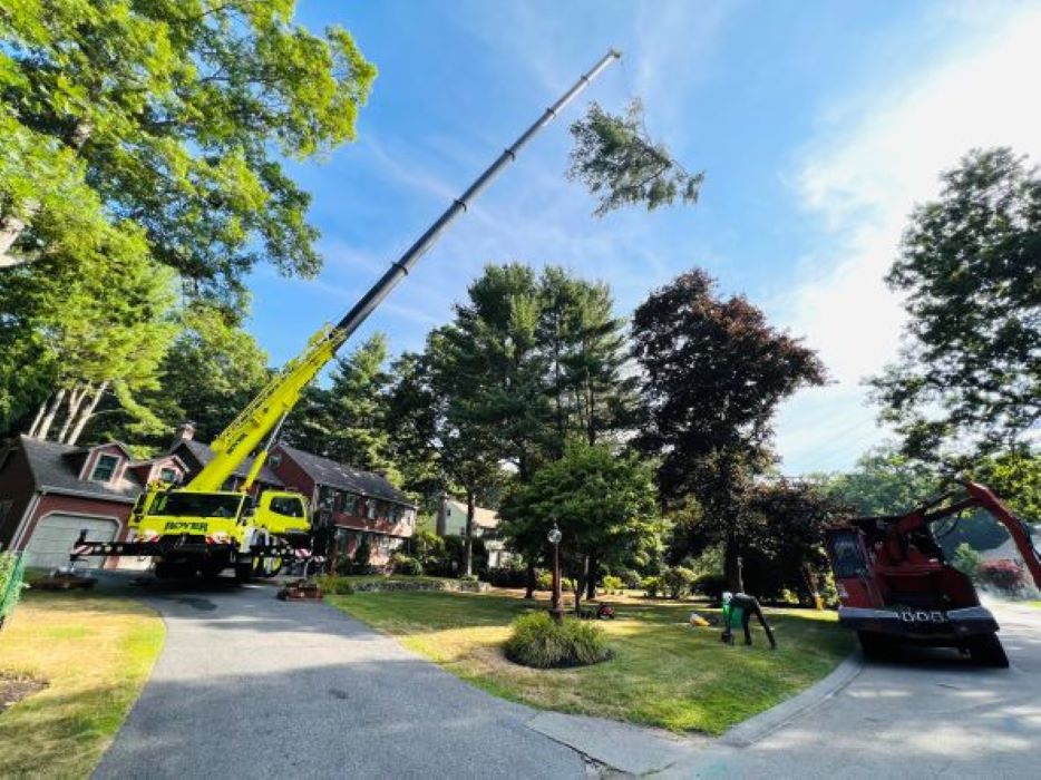 Tree Trimming Services l Dedham, MA l Royer Tree Service Inc