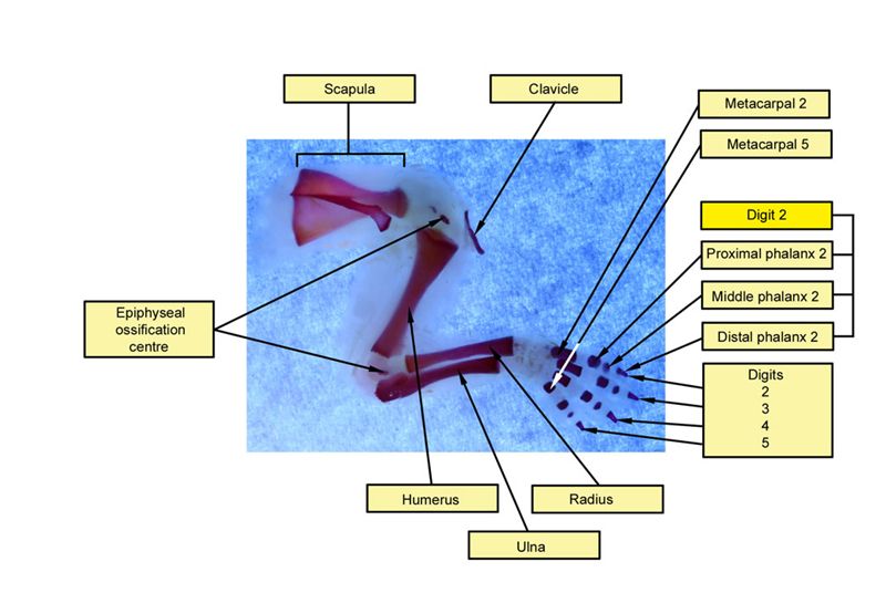Normal appearance of the rabbit skeleton