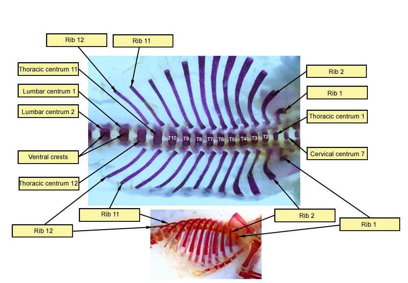 Normal appearance of the rabbit skeleton