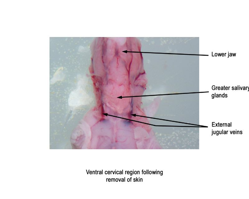 Normal appearance of rat external and fresh visceral