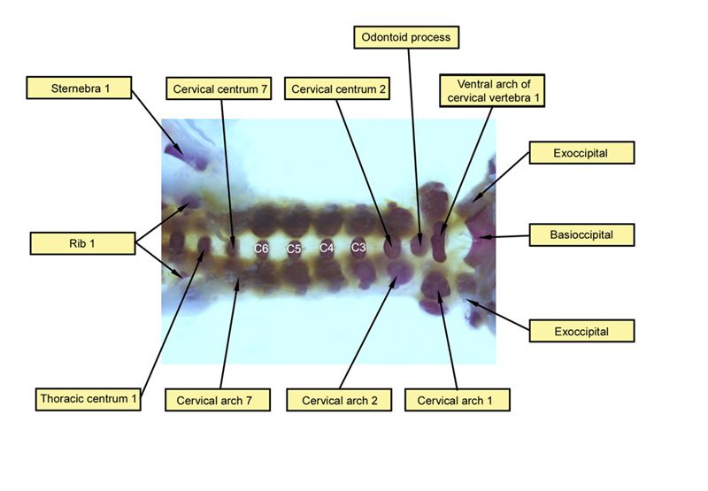 Normal appearance of the rabbit skeleton