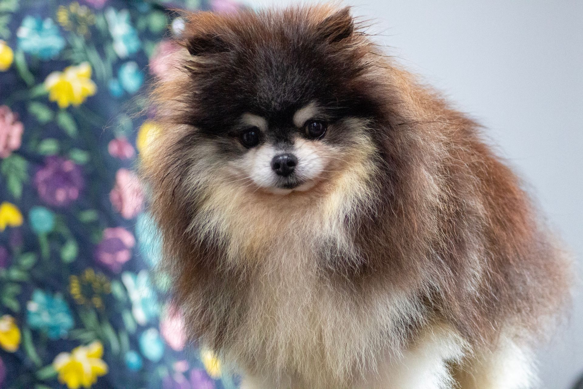 Adult Pomeranians & Pekingese | PEEKAPOM HOLLOW