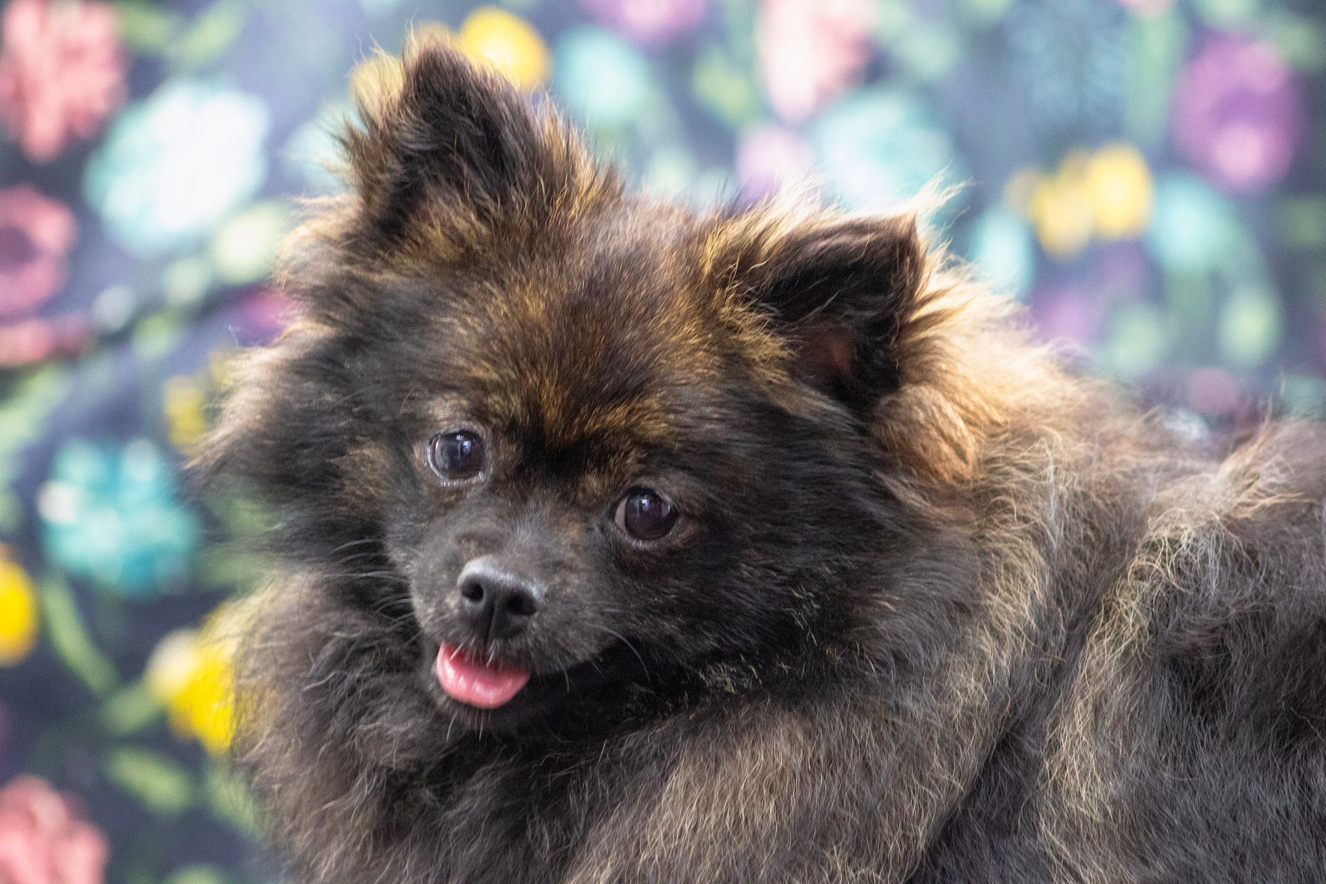 Adult Pomeranians & Pekingese | PEEKAPOM HOLLOW