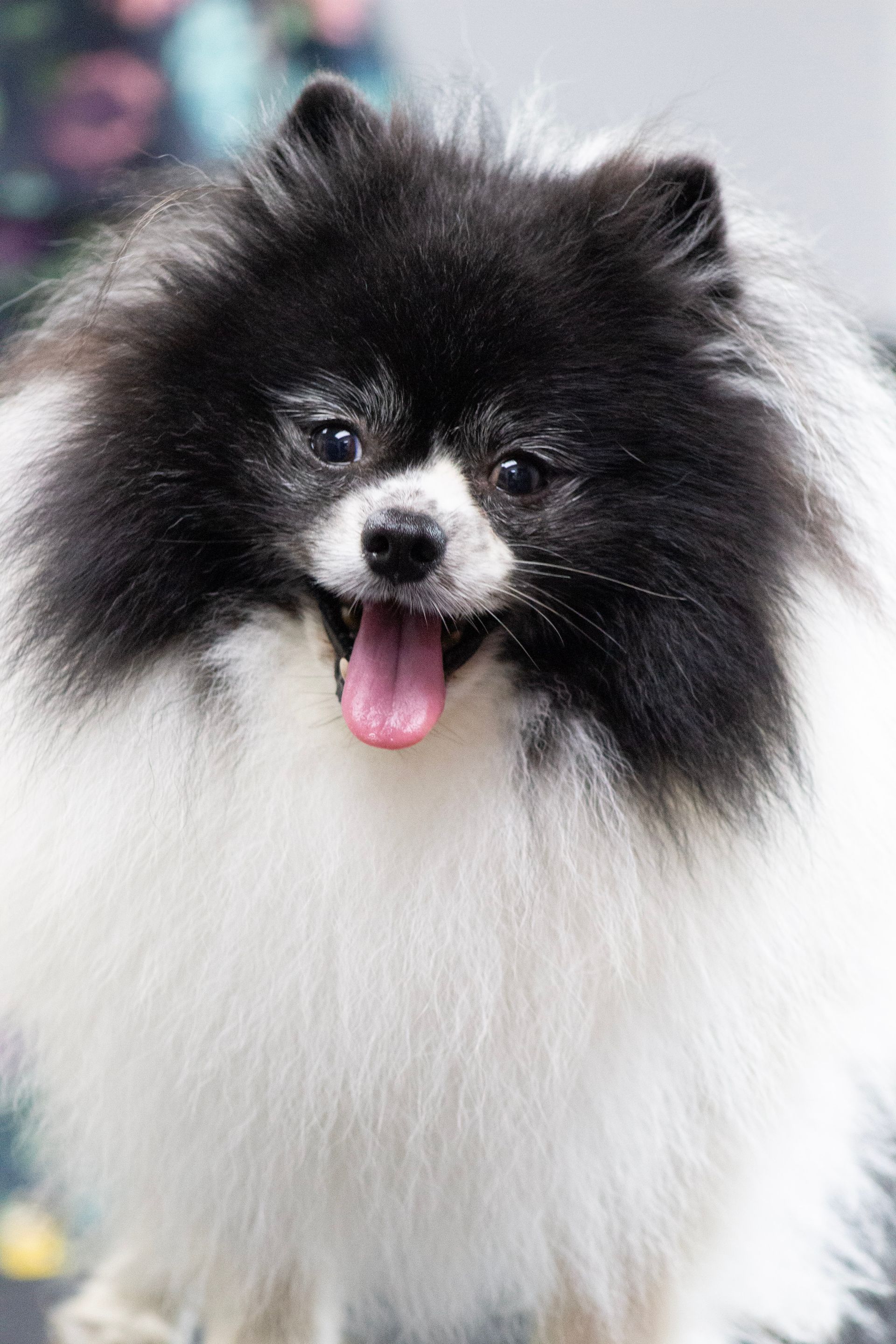 Adult Pomeranians & Pekingese | PEEKAPOM HOLLOW