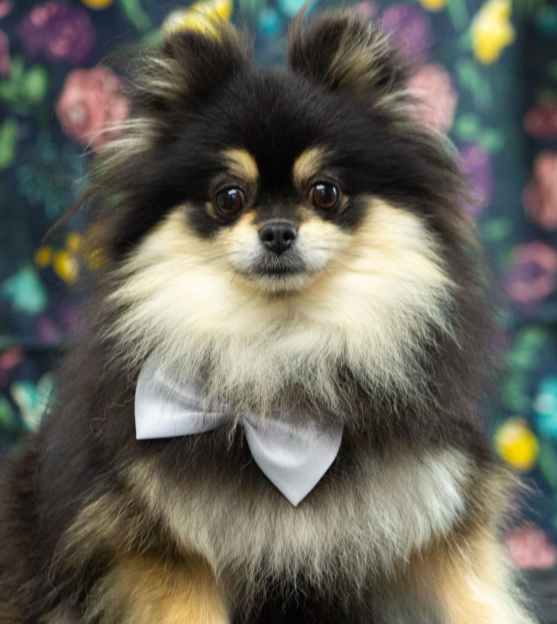 Adult Pomeranians & Pekingese | PEEKAPOM HOLLOW