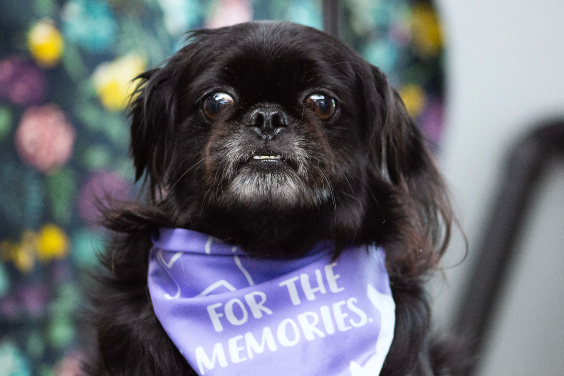 Adult Pomeranians & Pekingese | PEEKAPOM HOLLOW