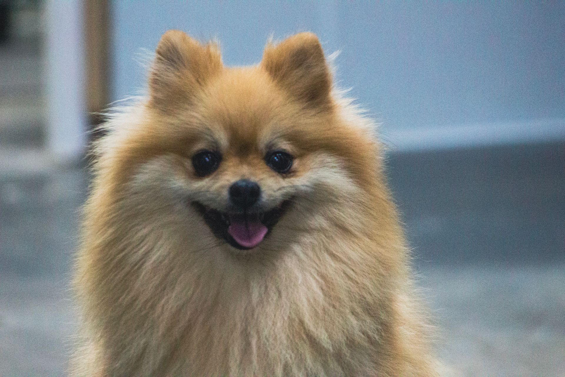 Adult Pomeranians & Pekingese | PEEKAPOM HOLLOW