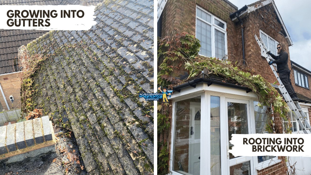 Ivy Removal Service Solihull, Birmingham & Warwickshire