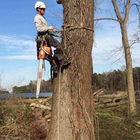 Gallery | Pippin Tree Service | Clayton, Raleigh, NC