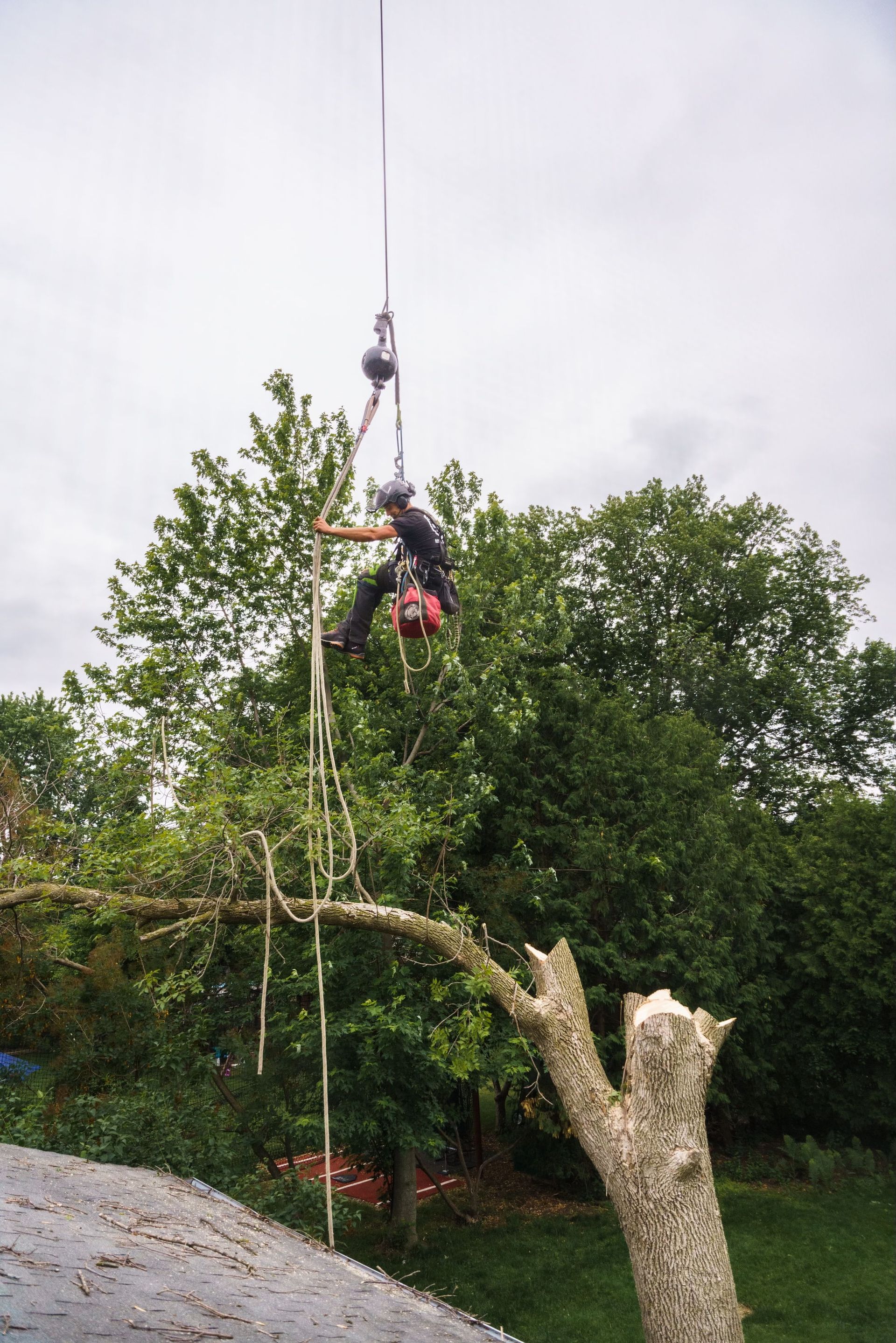 Canopy Cops Tree Service