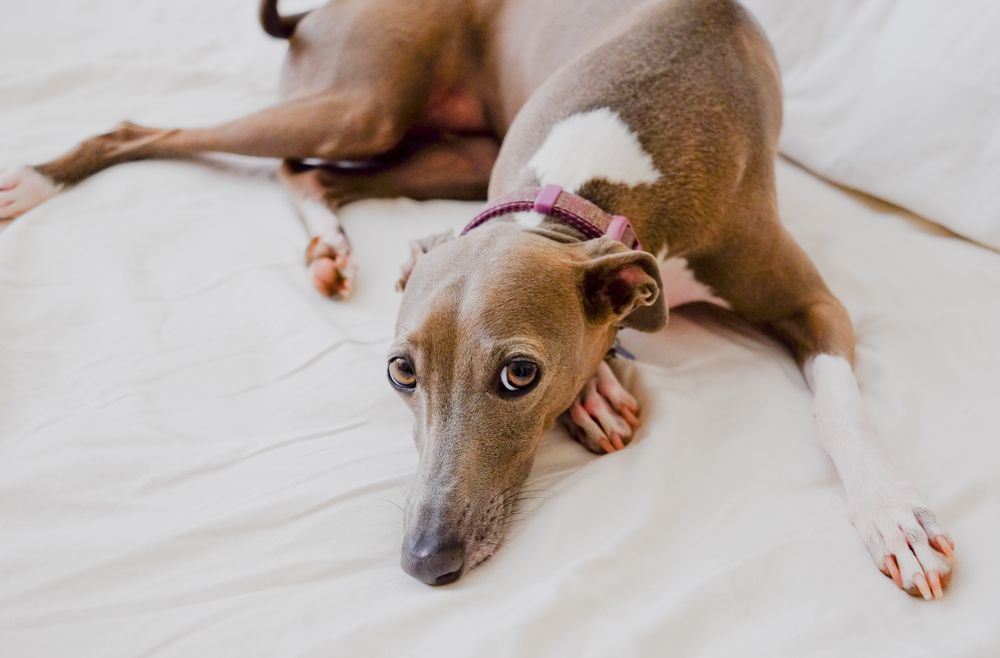 Greyhound Vets in Bowral | Alcorn St Vet Clinic